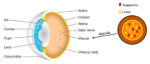 LUTEIN AND ZEAXANTHIN - Discovery Eye Foundation