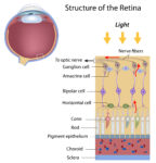 OUR EYES WORK LIKE CAMERA’S! - Discovery Eye Foundation
