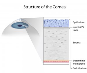 Understanding and Treating Corneal Scratches and Abrasions - Discovery ...