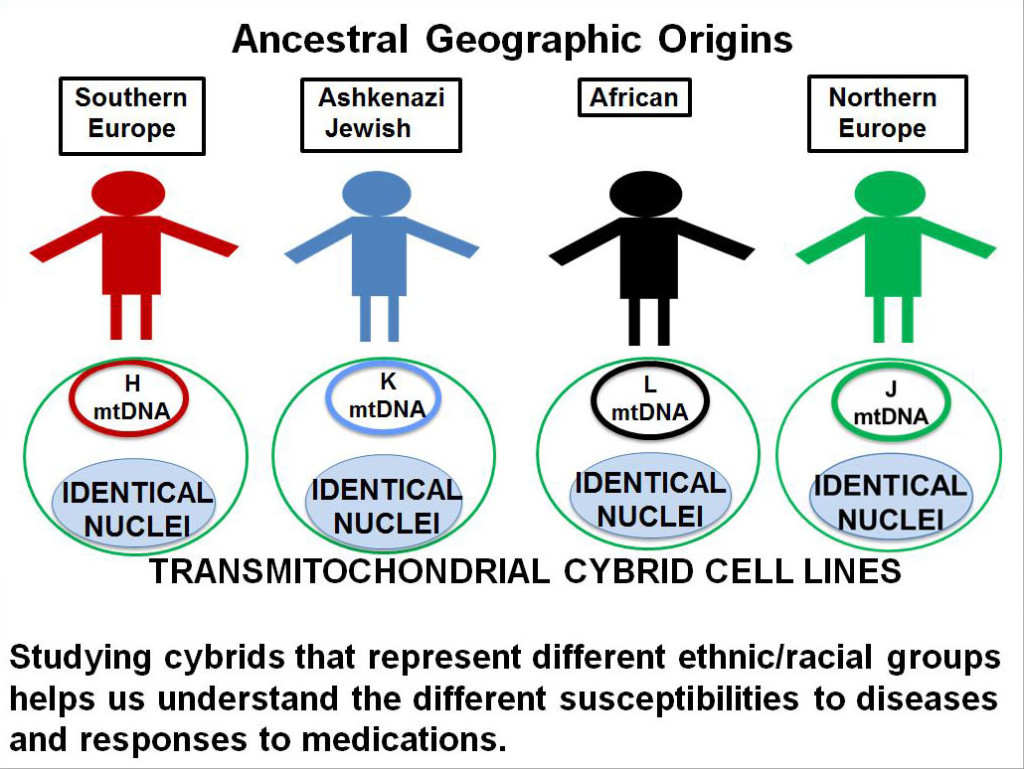 Creating Cybrids to Study Age-Related Diseases - Discovery Eye Foundation