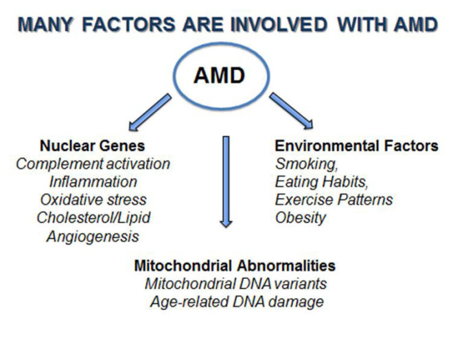 Mitochondria and Age-Related Macular Degeneration - Discovery Eye ...